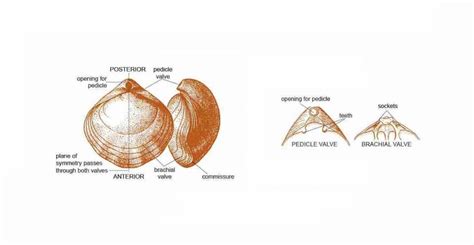 Brachiopods British Geological Survey
