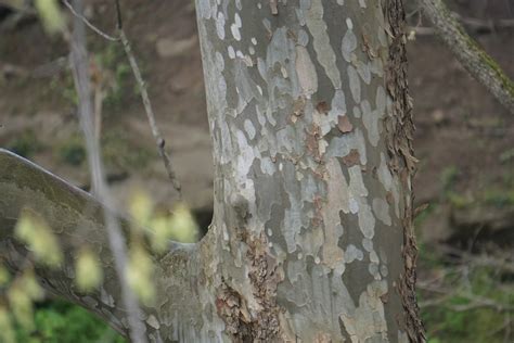 American Sycamore Brandywine Native Garden Hub