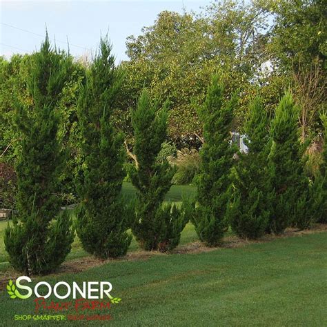 Robusta Green Juniper Sooner Plant Farm