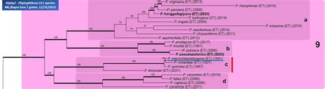 Phytophthora Macrochlamydospora IDphy