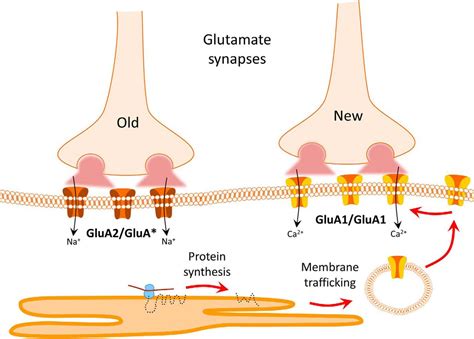 Labile Calcium Permeable Ampa Receptors Constitute New Glutamate