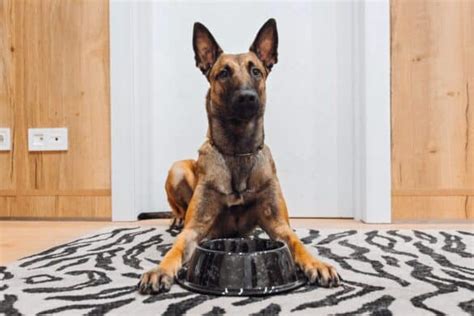 How Much To Feed A Dachshund Feeding Chart And Guide