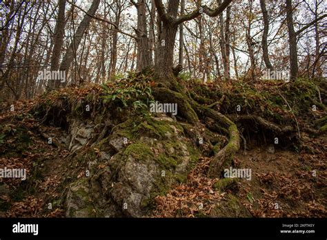 Tree Roots Covered By Moss Stock Photo Alamy