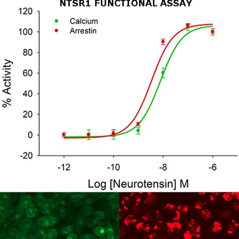 Neurotensin Receptor Assay Innoprot Neurotensin Receptor Assay