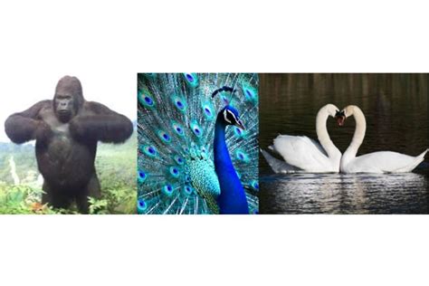 Distinctiveness Vs Differentiation Vs Bonding And How To Utilize All 3