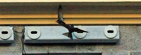 Nest Box Nest Site Advice Swift Conservation Ireland