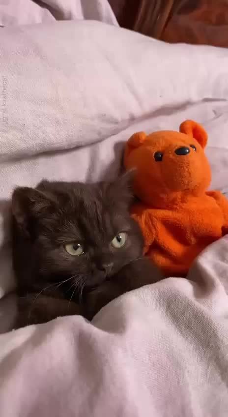 Pre Purred For Bedtime Album On Imgur