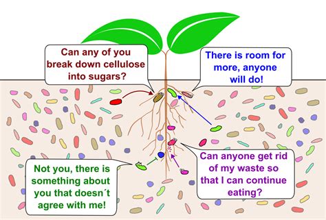 Microbial Community Assembly And The Microbiome Revolution Atlas Of Science