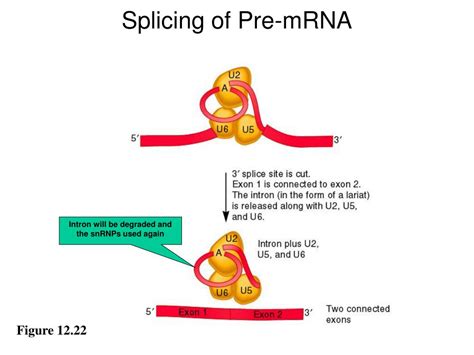 Ppt Post Transcriptional Rna Modifications Powerpoint Presentation