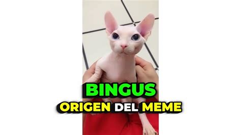 Bingus Origen Y EvoluciÓn Del Meme La Historia Real DetrÁs Del Gato