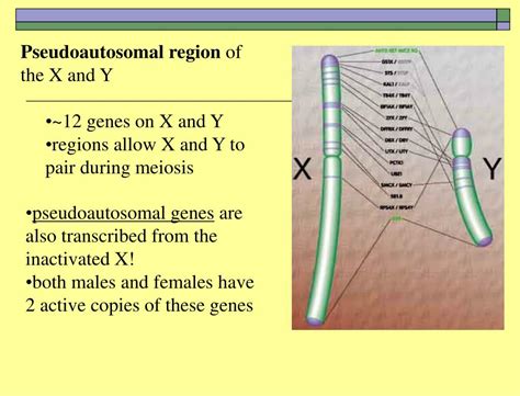 Ppt Chromosome Theory Of Inheritance Powerpoint Presentation Free