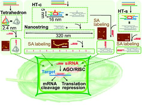 Dna Nanostructure Synthesis And Plant Infiltration Workflow The Download Scientific Diagram