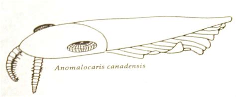 Louisville Fossils And Beyond Anomalocaris Canadensis Cambrian Fossil