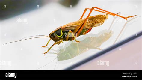 Macro Study Of A Multi Coloured Grasshopper On A Reflective Surface