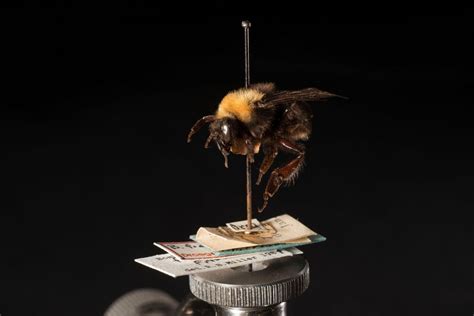 To Save Americas Native Bees The Oregon Bee Project Is Mapping Every