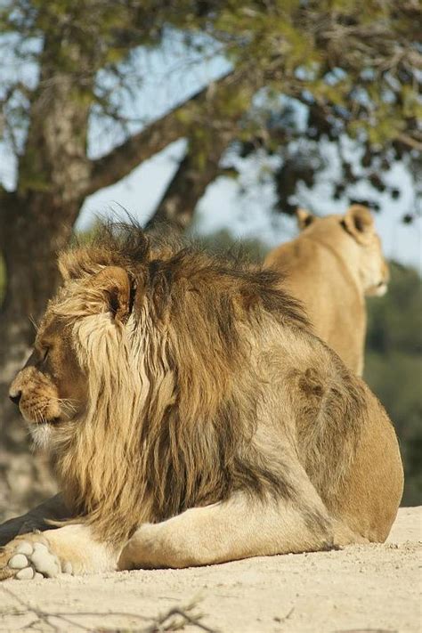 Lion Chilling Pyrography By Jamie Bishop Fine Art America