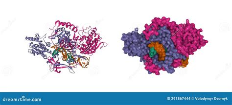Structure Of The Ku Heterodimer Bound To Dna Stock Image