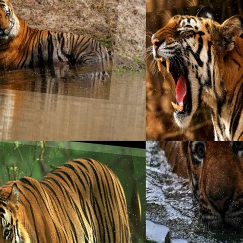 Ps Project1 Object Detection Dataset And Pre Trained Model By Bhaskar