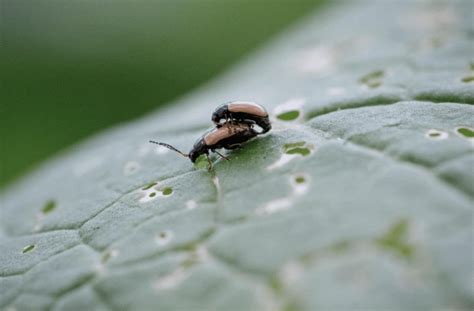 Dont Sweat The Small Stuff Low Dna Input Workflow Enables Sequencing Of The Smallest Species