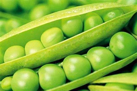 种豌豆种子要不要浸泡 发财农业网