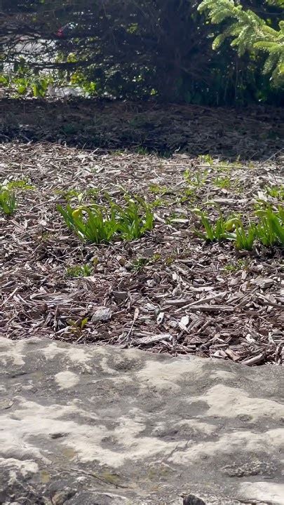 Flores De Primavera Dafodills Youtube