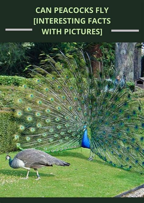 Can Peacocks Fly Interesting Facts With Pictures Artofit Can Peacocks Fly Interesting Facts With Pictures Artofit