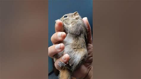 Love කිරි කිරි බොලේ 😍 අනේ පොඩි උදව්වක් කරන්න පුලවනම් Subcribe කරලා උදව් කරන්න 🤍😇 Youtube