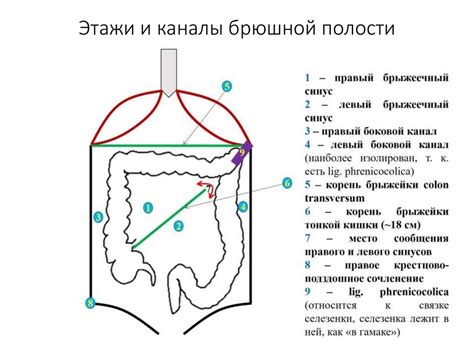 Топографическая анатомия нижнего этажа брюшной полости презентация онлайн