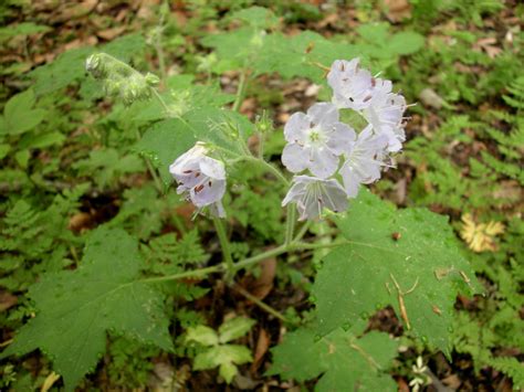 Hydrophyllum Appendiculatum Hydrophyllaceae Image 411 At Phytoimages