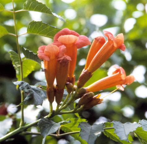 Names Of Trumpet Flowers