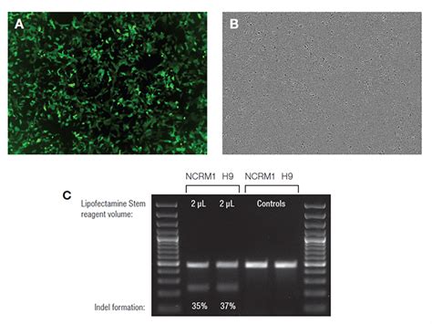 Transfection Of Pluripotent Stem Cells With Lipofectamine Stem Transfection Reagent In Stemflex