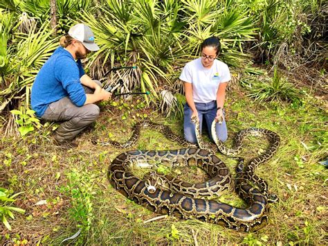 20000 Pounds Of Burmese Python Removed Conservancy Of Southwest Florida