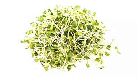 Germinazione Dei Semi Il Gesto Primaverile Ultra Facile