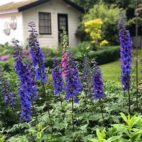 20 Most Beautiful Types Of Delphinium Varieties Balcony Garden Web