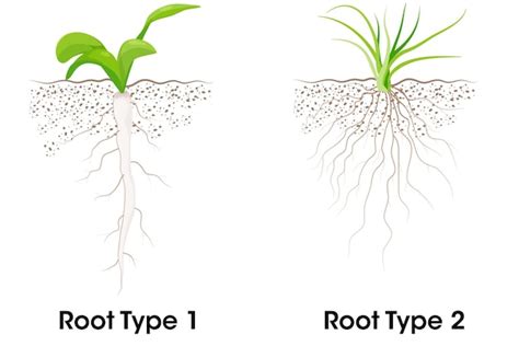 Premium Vector Two Type Of Root System Taproot And Fibrous
