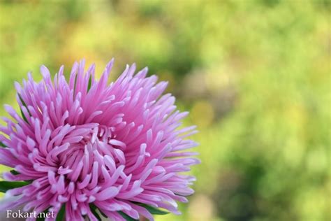 Розовая астра | Plants, Garden