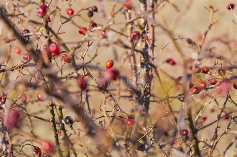 Meadow With Trees And Flowers Setting Sun In The Landscape Stock Photo Image Of Field Light