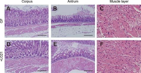 Histology Of The Stomach The Stomachs Of Gf Mice A B And C And