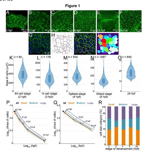 Figure 1 From Dynamically Evolving Cell Sizes During Early Development Enable Normal Semantic