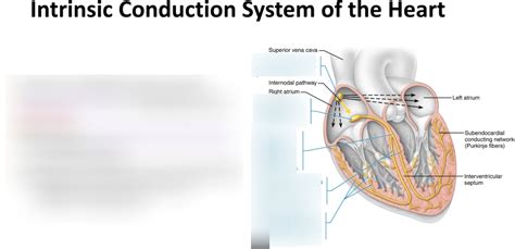 8 Intrinsic Conduction System Diagram Quizlet