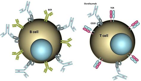 Cells Free Full Text Ocrelizumab Depletes Cd20 T Cells In Multiple