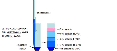 Layering Of The Percoll Solutions Into A Discontinuous Gradient Download Scientific Diagram