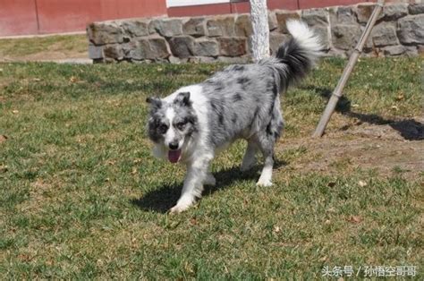 隕石色邊境牧羊犬 你懂多少 每日頭條