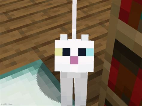 Catto Imgflip
