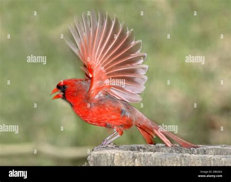 Cardinal Wings