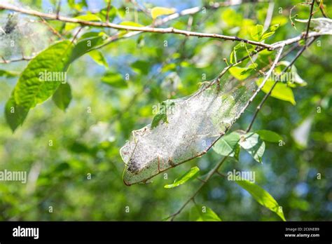 Tree Bird Cherry In Garden Infested With Spindle Ermine Moth