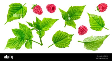 Raspberry Plant Stem At Dustin Heard Blog