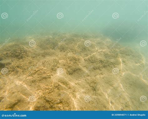 Seabed In Shells On The Rocks Stock Image Image Of Aquarium Water 259894071