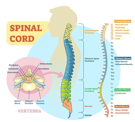Spinal Cord Explained Anatomy System Human Body Anatomy Diagram And