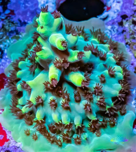 Buy Pikachu Acro Frag Australia Zeo Box Reef Zeo Box Reef Aquaculture